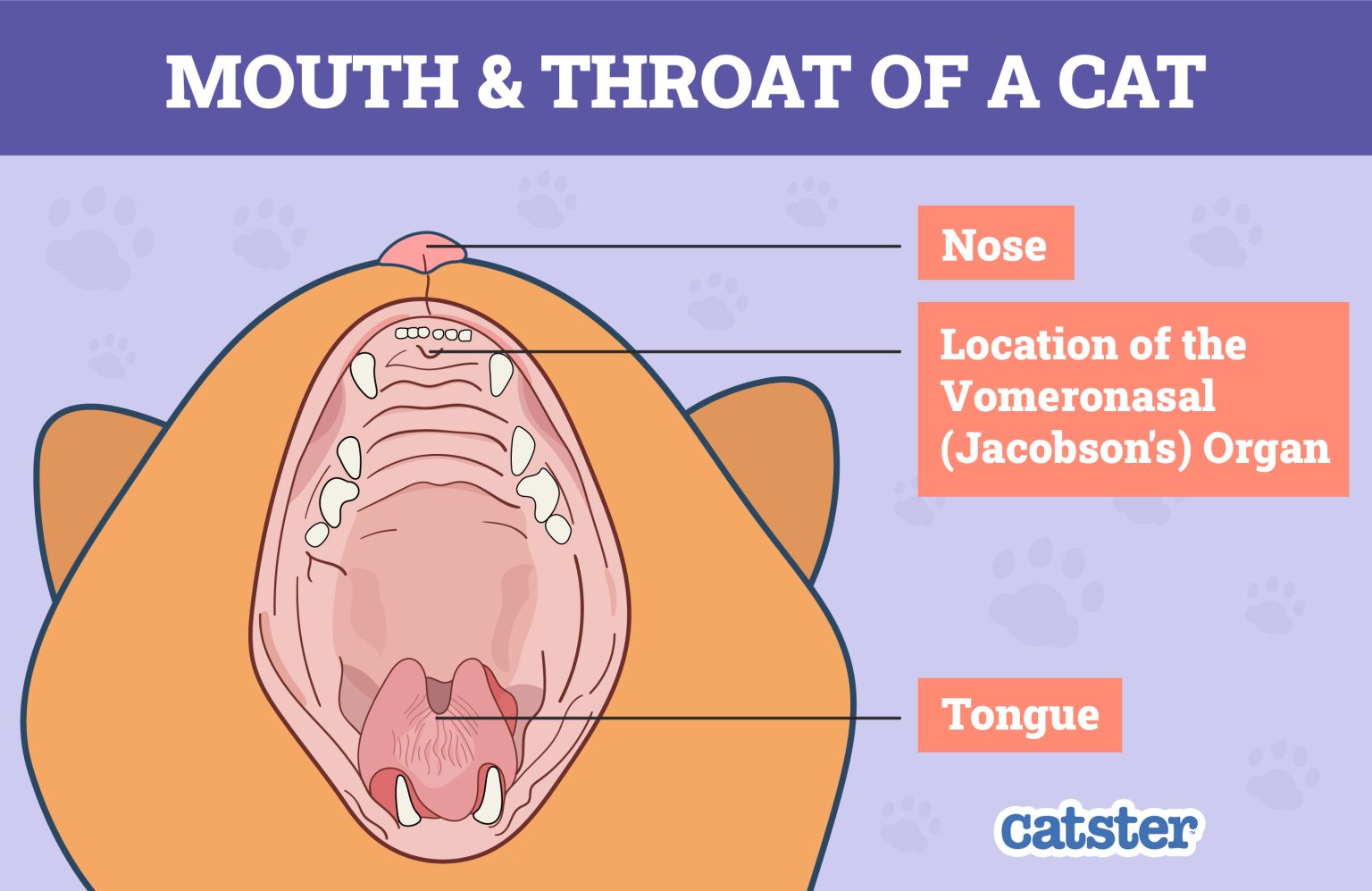What Is the Flehmen Response in Cats? Our Vet Answers - Catster