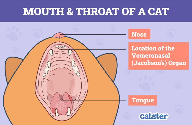 Why Do Cats Stick Their Tongue Out While Sleeping? 4 Vet-Reviewed ...