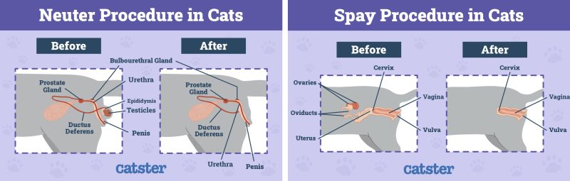 Should I Get My Cat Spayed Or Neutered? Facts To Consider (Vet-Reviewed) - Catster
