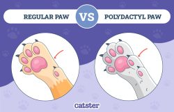 What Are Polydactyl Cats? Why Are They Called Hemmingway's Cats? - Catster