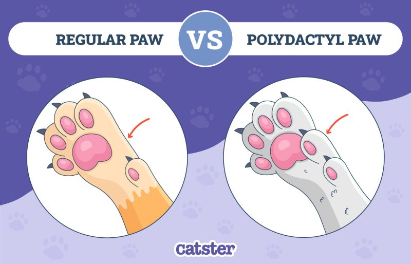 What Are Polydactyl Cats? Why Are They Called Hemmingway's Cats? - Catster