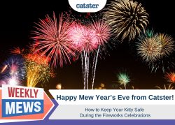 Happy Mew Year's Eve From Catster! Keeping Your Kitty Safe During the ...