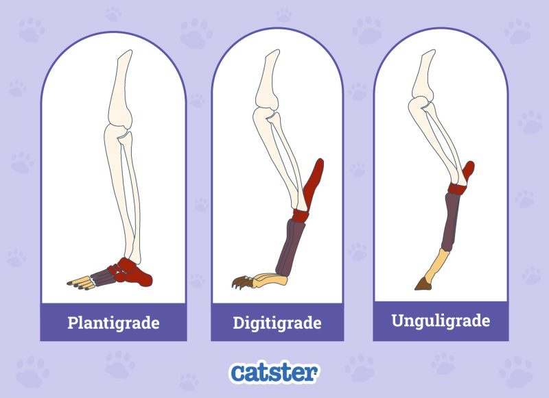 What Is a Digitigrade? Our Vet Explains Cat Locomotion - Catster