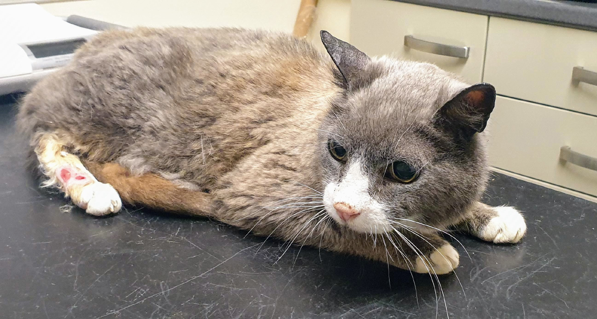 The Terminal Purr: When Purring Isn't A Sign of Happiness - Catster