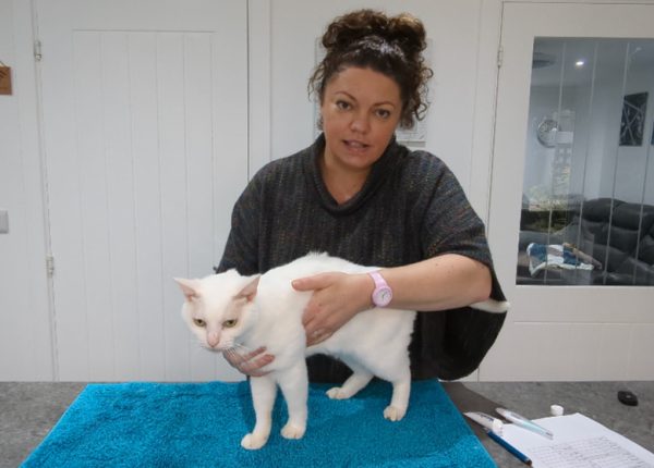 How to Do A Health Check At Home: Dr. Karyn's Guide (with Video) - Catster