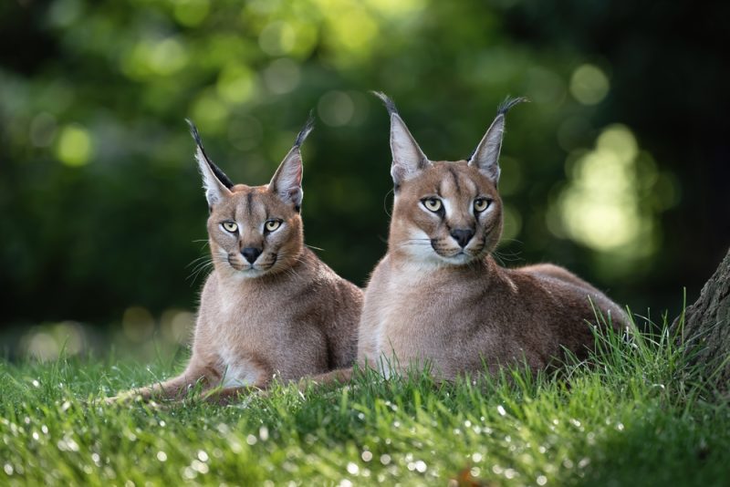 Do Caracals Make Good Pets? Vet-Verified Ethics, Legality & Facts - Catster