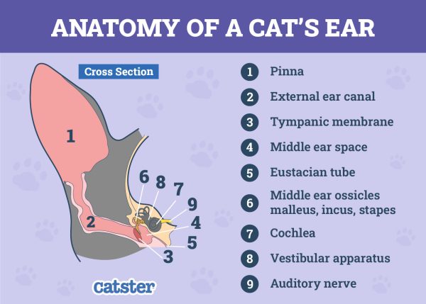 Ear Pinna in Cats: Vet-Reviewed Info, Facts & FAQ (With Infographic ...