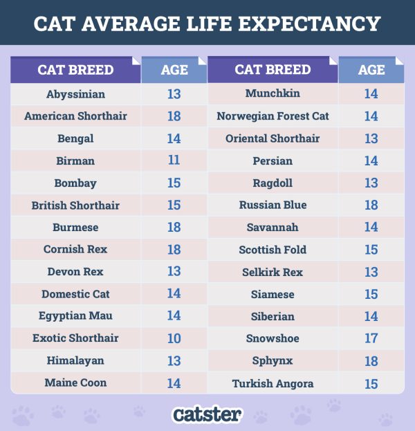 7 Cat Breeds With the Shortest Lifespans (Info & Pictures) - Catster
