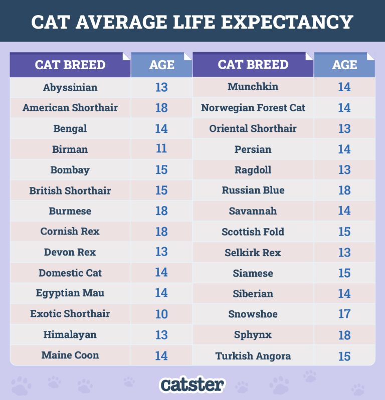 How Long Do Cats Live? Feline Lifespan Facts Explained (Vet Approved ...