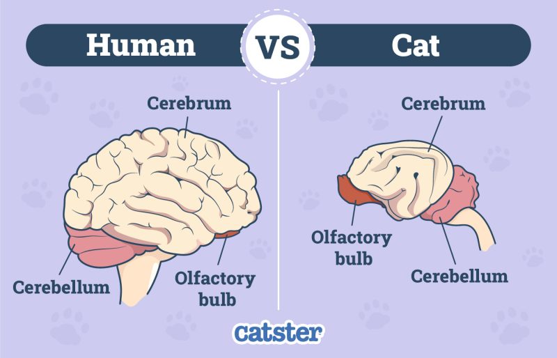 How Big Is a Cat Brain? Vet Explains Feline Anatomy - Catster