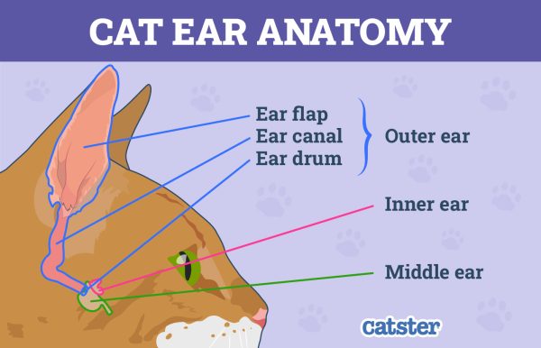 Ear Infections in Cats: Vet-Reviewed Causes, Signs & Care Tips - Catster