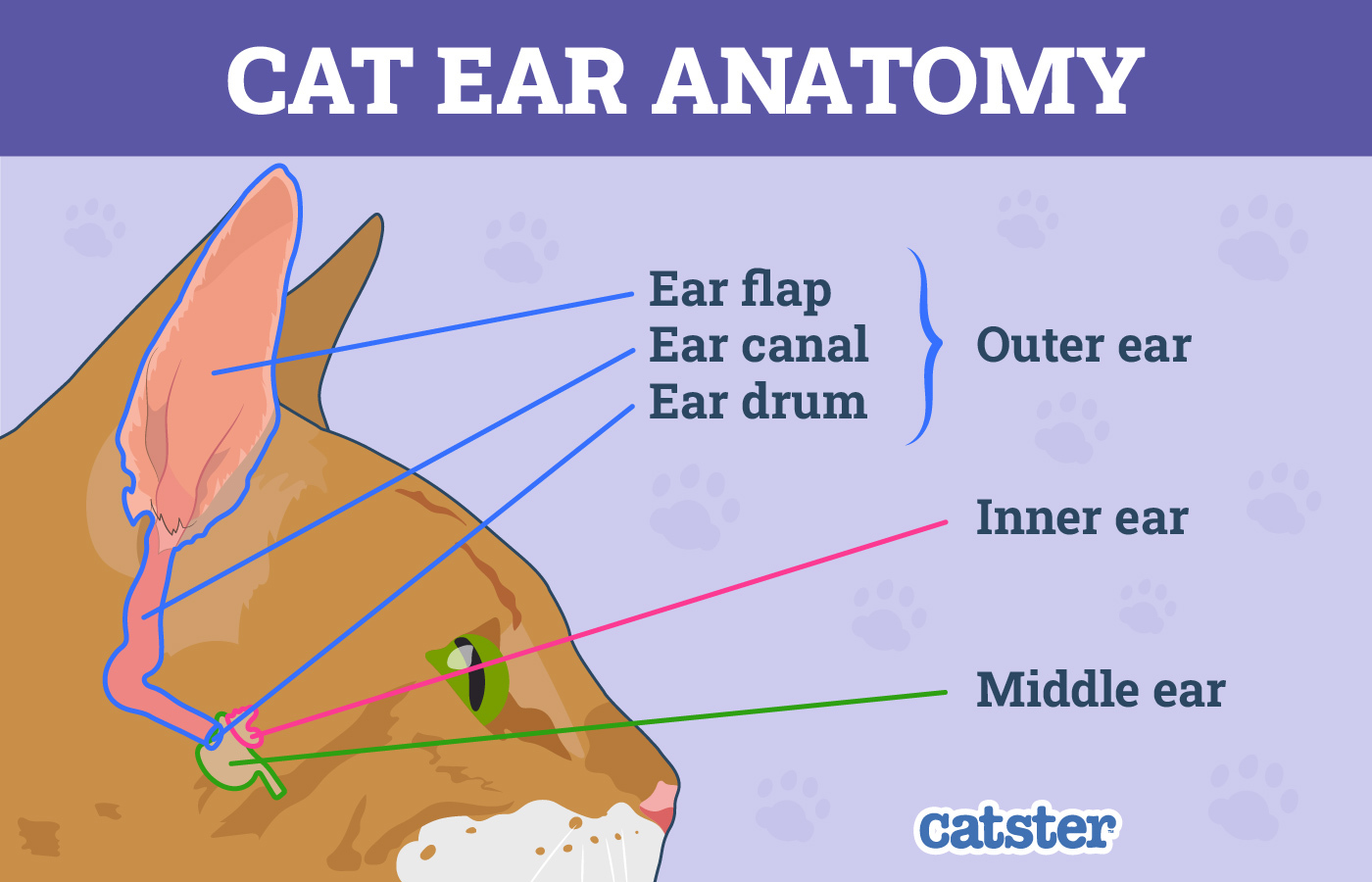 Cats Ear Anatomy Cats Ear Anatomy