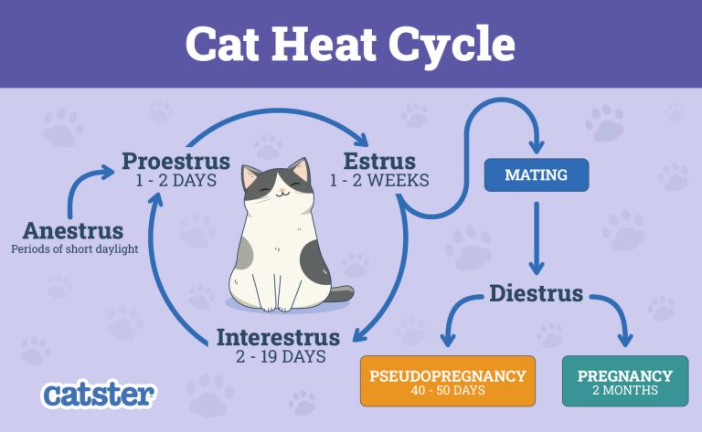 Do Female Cats Have Periods? Heat Cycle Explained (Vet Answer) - Catster