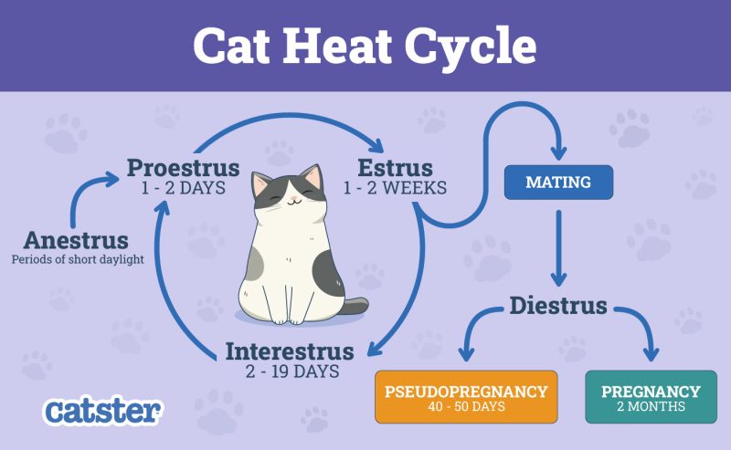 Can Kittens Mate? What Age to Start Watching for It (Vet-Approved ...