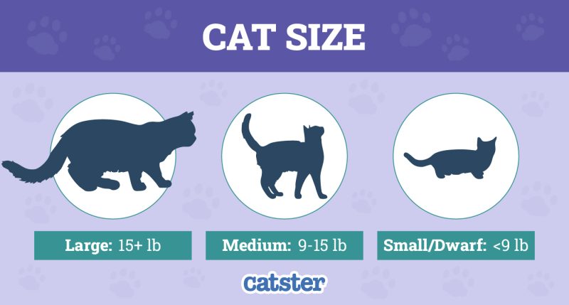 How Big Do Tabby Cats Get? Vet-Verified Average Size & Growth Charts ...