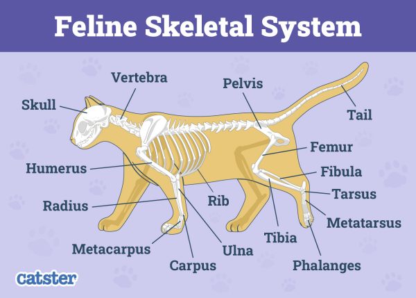 Do Cats Have Bones in Their Tails? Feline Anatomy Explained (Vet Verified) - Catster
