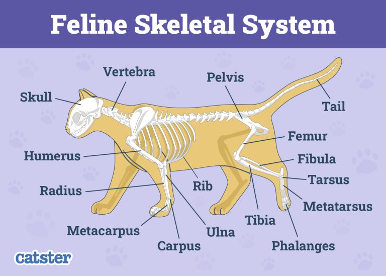 Do Cats Have Bones in Their Tails? Feline Anatomy Explained (Vet ...