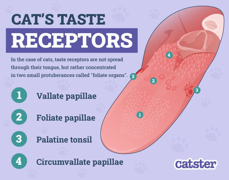 How Do Cats Taste Their Food? Vet-Approved Anatomy Facts - Catster
