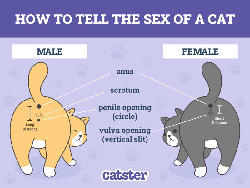 How to Tell Cat Gender By Face? 3 Vet-Approved Ways - Catster