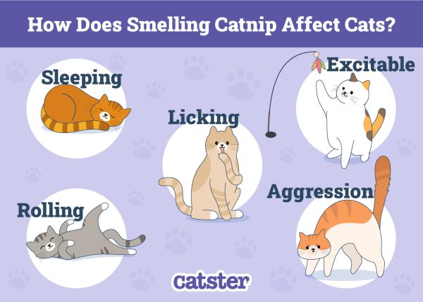 Why Does Catnip Make Cats Go Crazy? What Science Tells Us - Catster