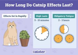Why Do Cats Love Catnip? 10 Vet Reviewed Reasons Behind the Behavior ...