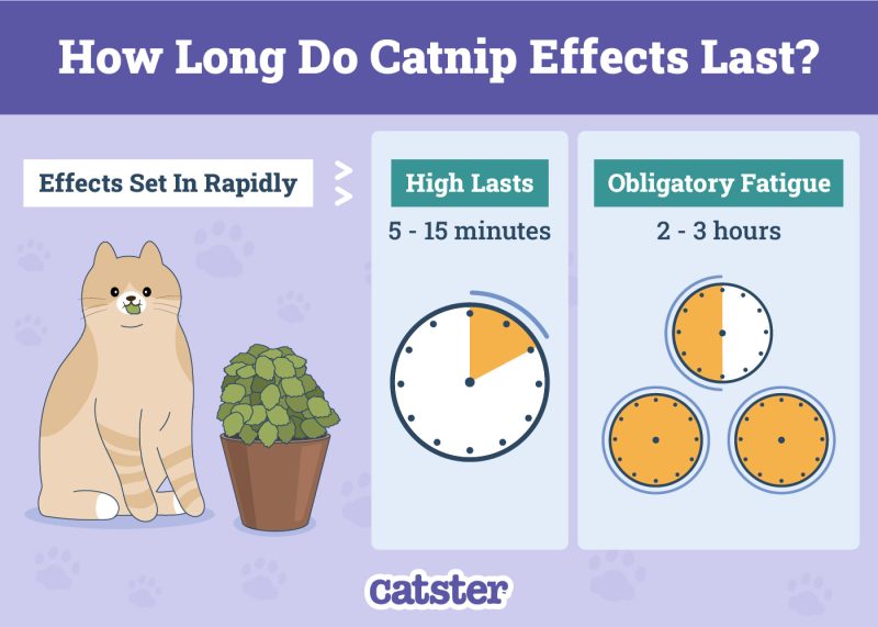 Why Do Cats Love Catnip? 10 Vet Reviewed Reasons Behind the Behavior ...
