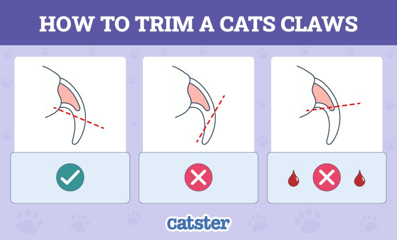 How to Treat a Cat's Broken Nail: Vet-Approved Care Tips & FAQ - Catster