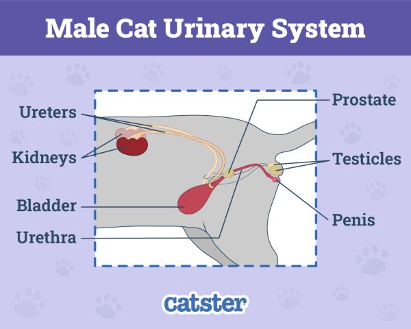 Where Do Cats Pee From? Vet-Reviewed Anatomy - Catster