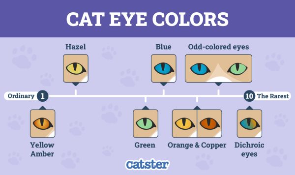 Cat Eyes: Vet-Reviewed Genetics, Color Changes & FAQ - Catster