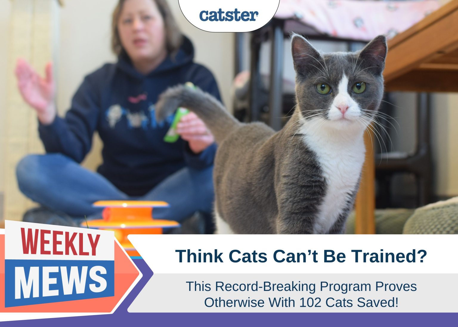 Think Cats Can’t Be Trained? This Record-Breaking Program Proves ...