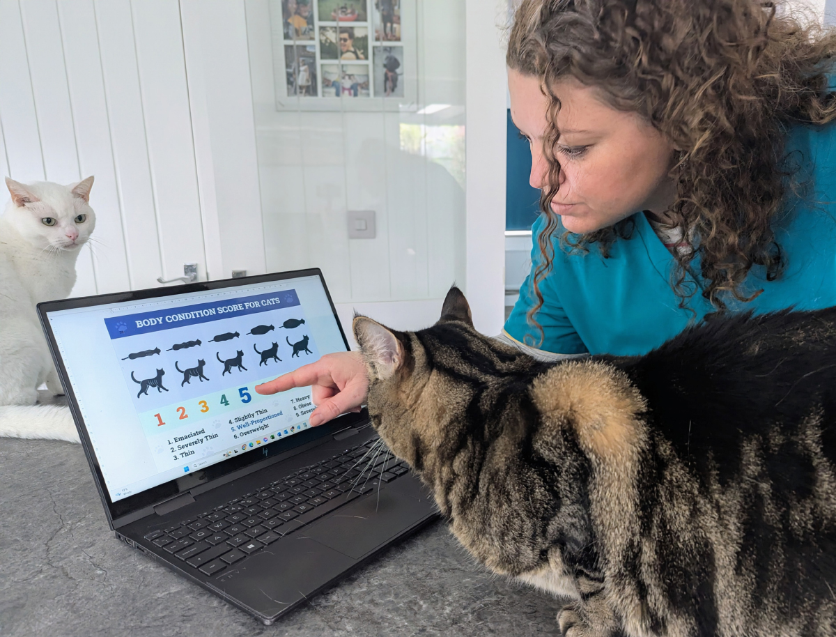 It's Crunch Time, Cyril: A Weight Loss Journey (Part 1) - Catster