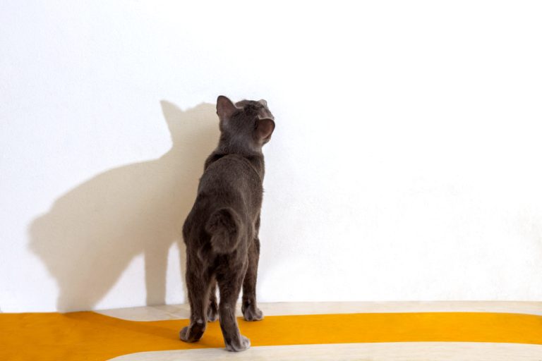 Why Does My Cat Stare at the Wall? Our Vet Discusses Common Reasons ...