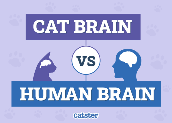 Cat Brain vs Human Brain: Differences Explained (With Infographic ...