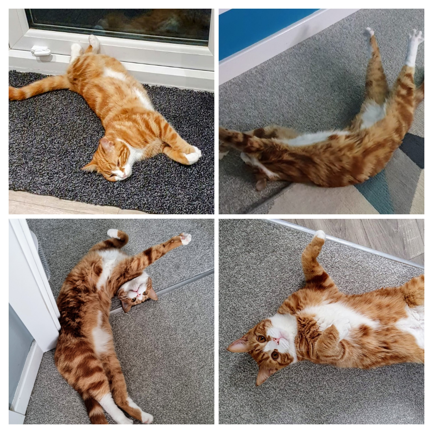 Cute Kitty Quirks: Alex and His Happy Feet - Catster