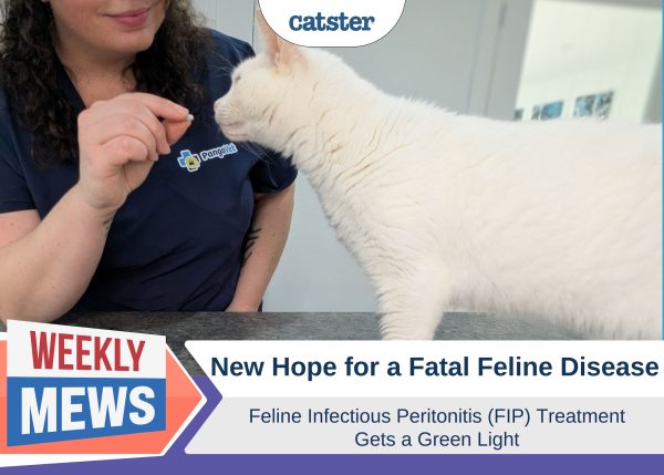 New Hope for a Fatal Feline Disease: Feline Infectious Peritonitis (FIP ...