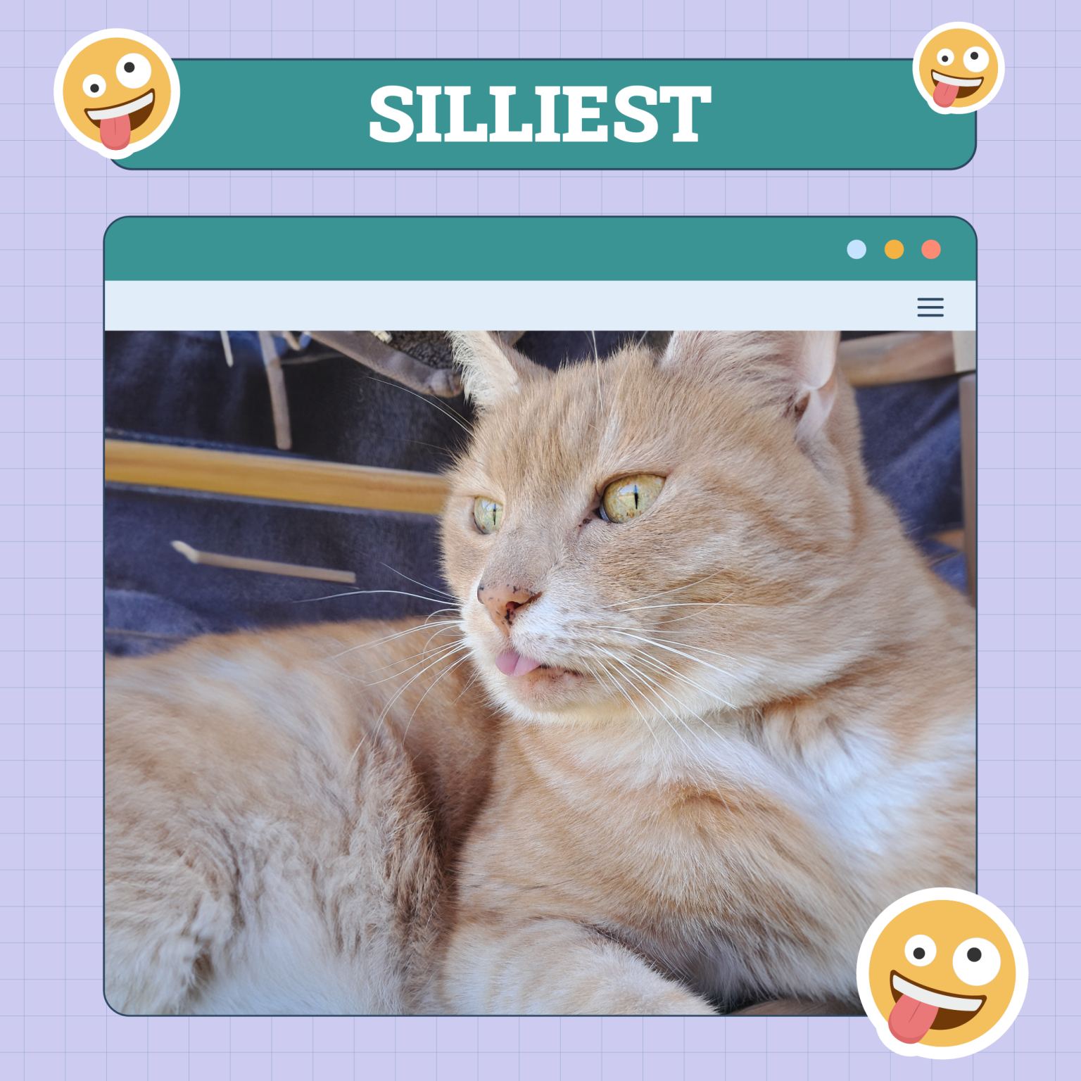 Catster Photo Contest: Cats of the Week Winners (Mar 13, 2025) - Catster