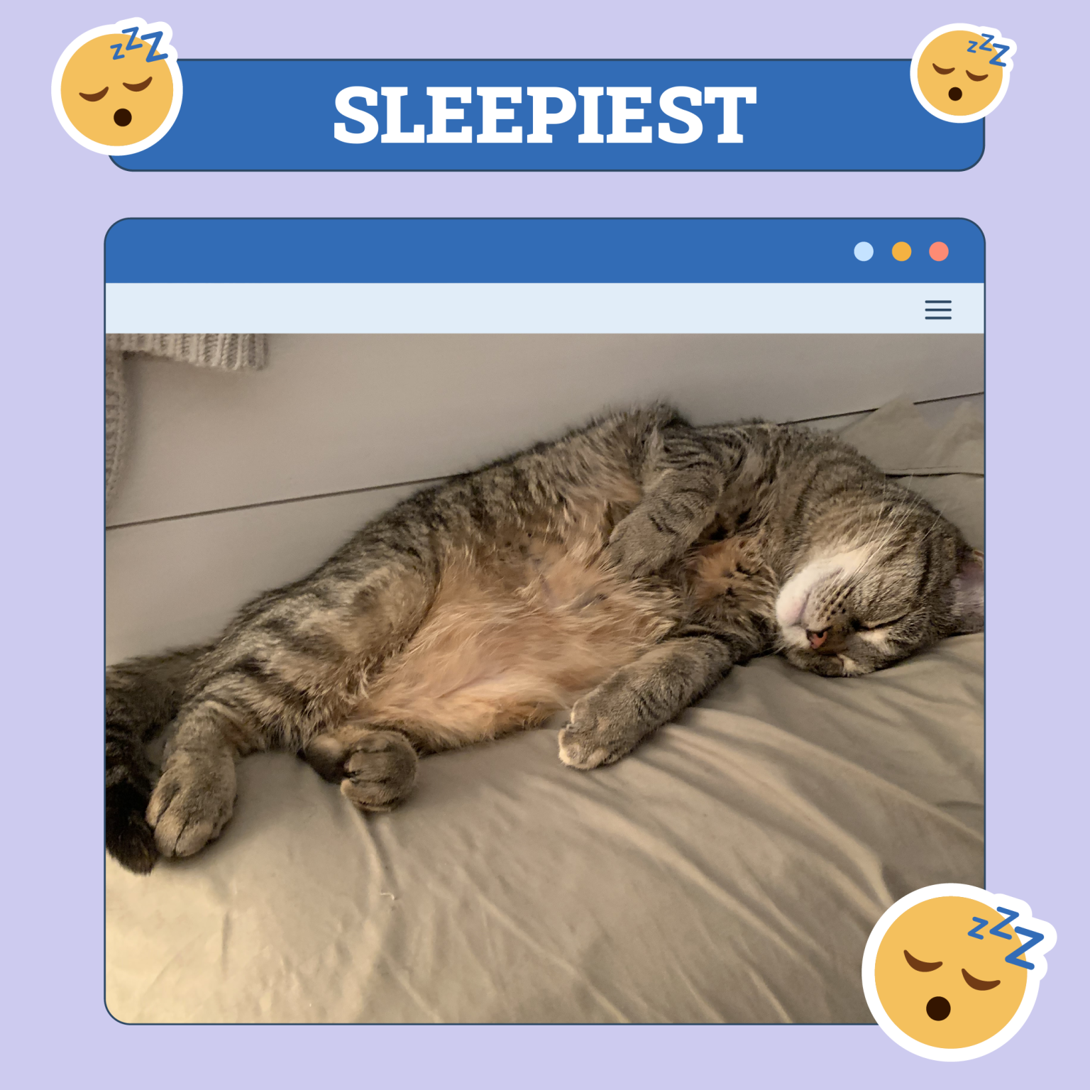 Catster Photo Contest: Cats of the Week Winners (Mar 13, 2025) - Catster