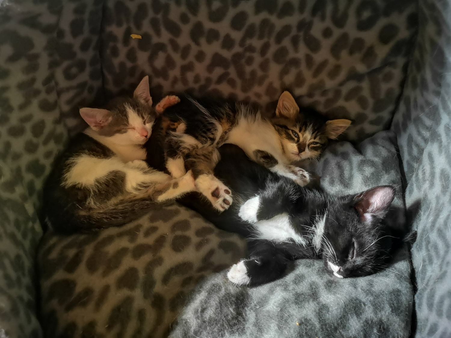 What Is Cat Litter Made Of Vet Approved Types Explained With Pictures What Is Cat Litter Made Of Vet Approved Types Explained With Pictures
