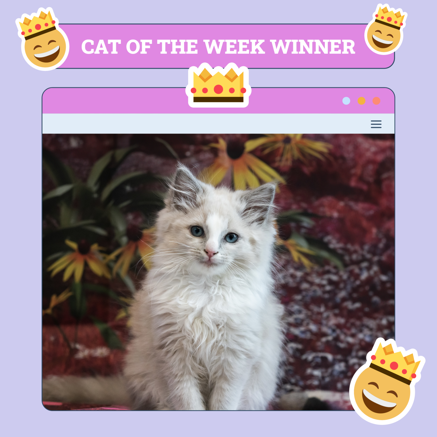 Catster Photo Contest: Cats of the Week Winners (April 17, 2025) - Catster
