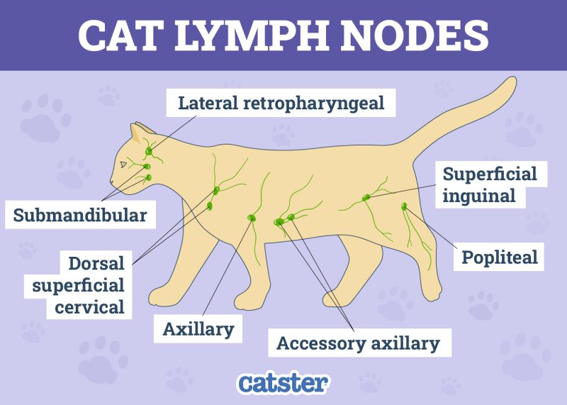 Cat Lymph Nodes: Vet-Verified Health Facts, Guide & Diagram - Catster