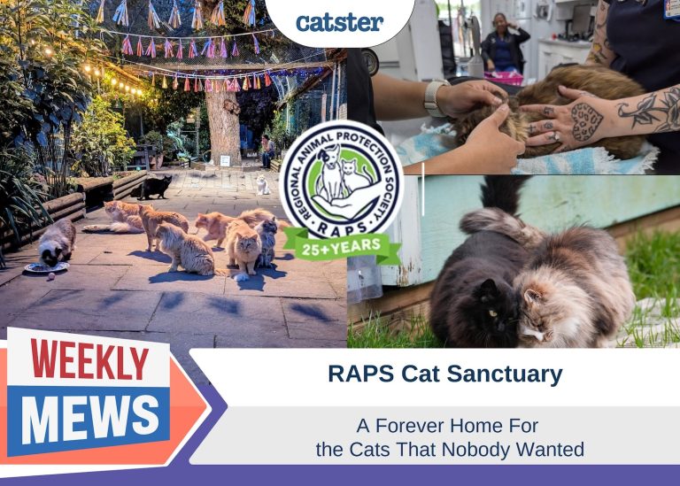 RAPS Cat Sanctuary - A Forever Home For the Cats No One Wanted (with ...