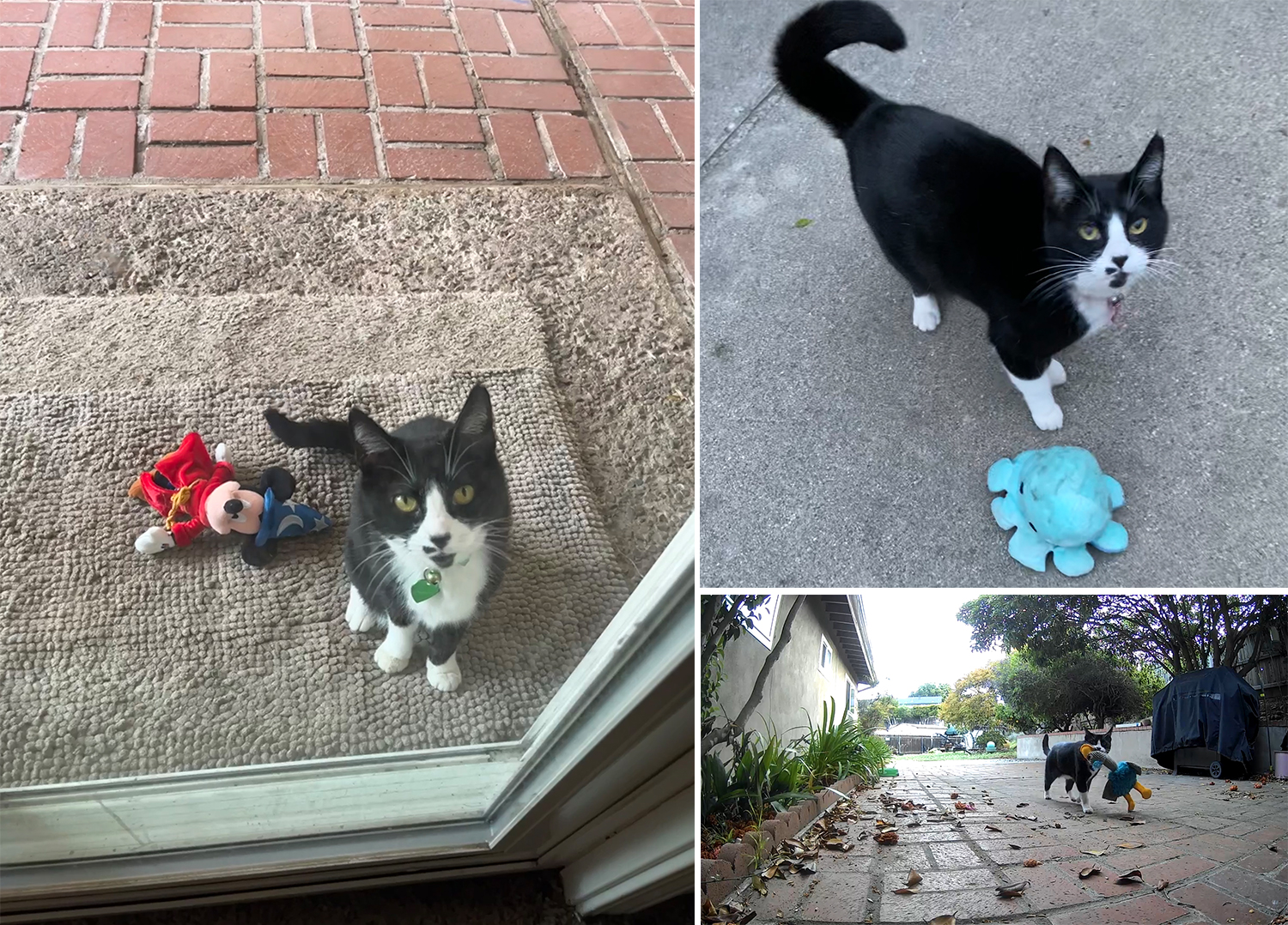 We Need to Talk About Juno – The Curious Case of a Klepto Kitty - Catster