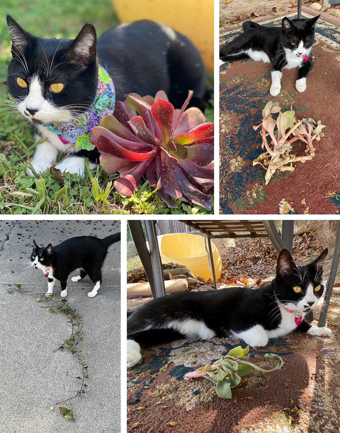 We Need to Talk About Juno – The Curious Case of a Klepto Kitty - Catster