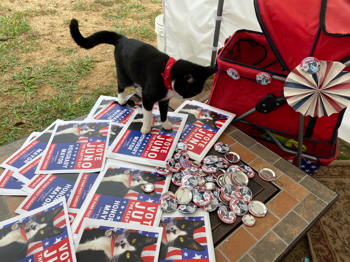 We Need to Talk About Juno – The Curious Case of a Klepto Kitty - Catster