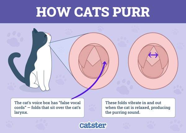 Do All Cats Purr? The Surprising Answer (Vet-Verified) - Catster