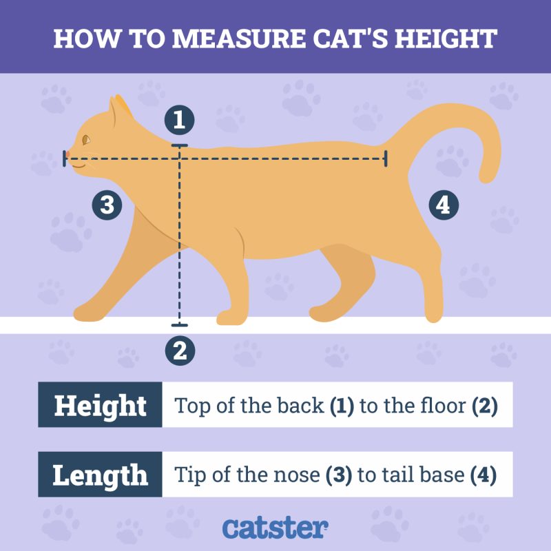 How Big Do American Shorthair Cats Get? Average Size & Growth Chart ...