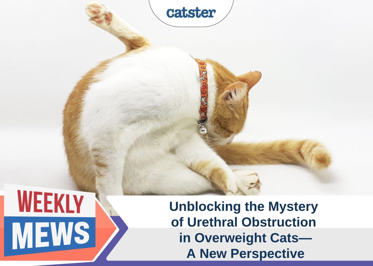 Unblocking the Mystery of Urethral Obstruction in Overweight Cats – A ...