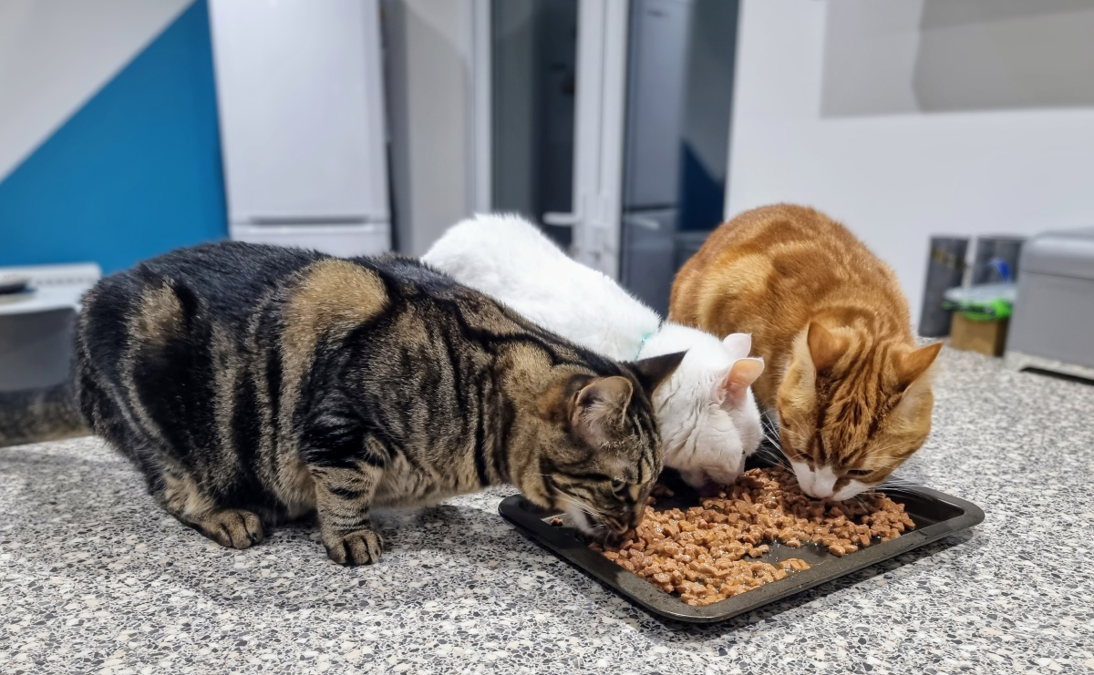 Cyril's Purring Repertoire: 6 Different Purrs & Their Meanings - Catster