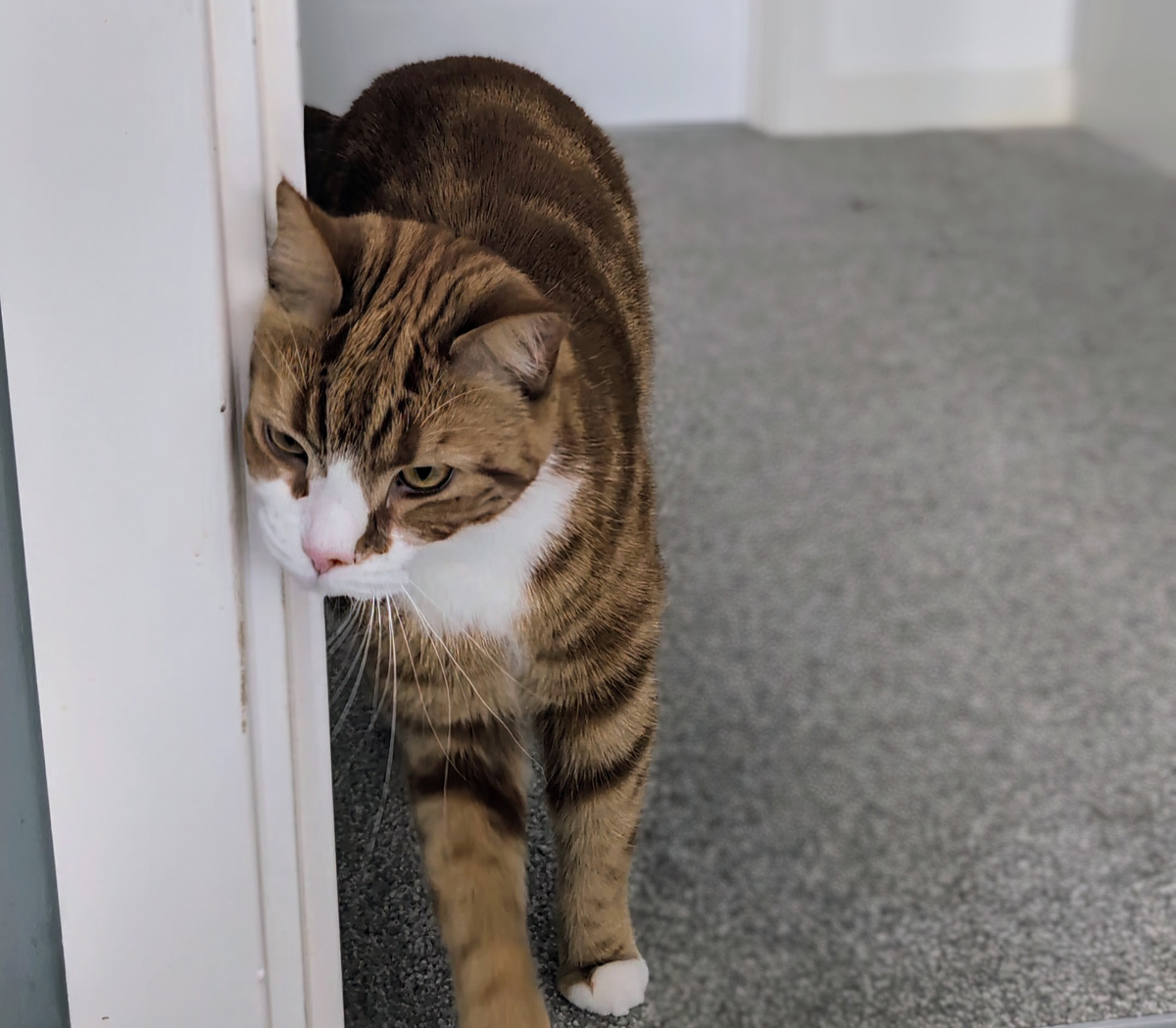 That’s Disgusting! My Cats’ Dirty Little Secret - Catster