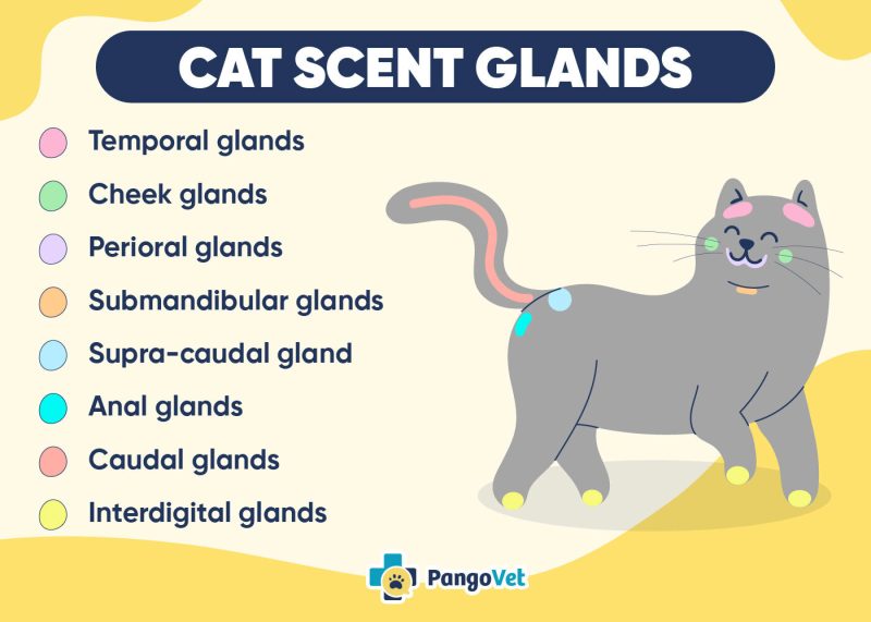 That’s Disgusting! My Cats’ Dirty Little Secret - Catster